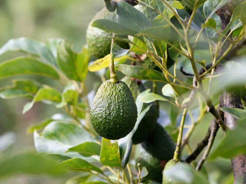 ¿Cómo Sembrar Aguacate De Forma Exitosa?: Aprende Todo