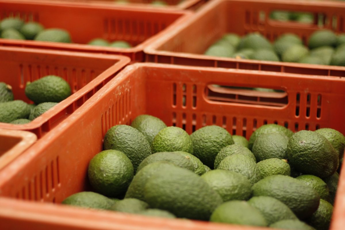 Proceso De Control De Calidad Del Aguacate Para Exportación